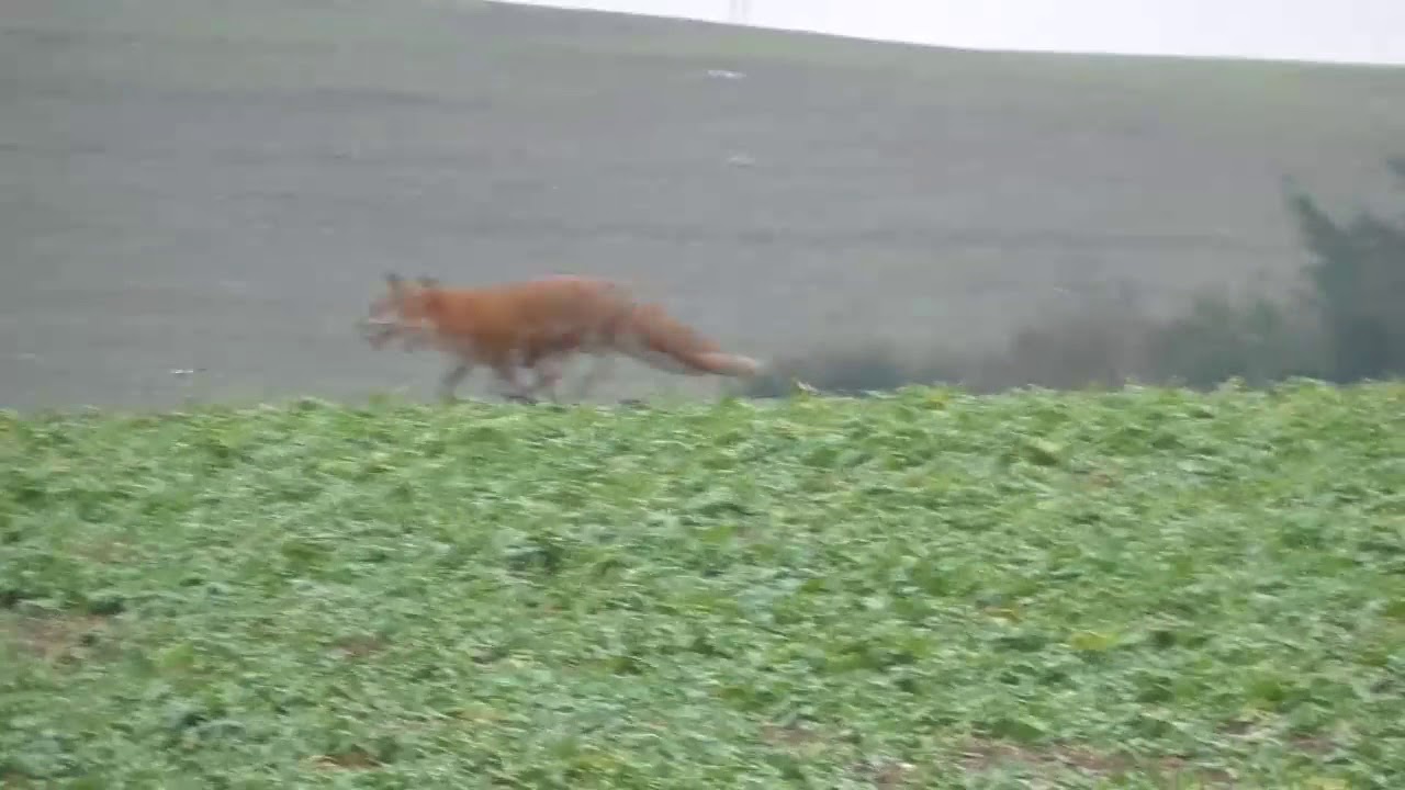 NE HUNT Monitors saved this 3 legged fox from South Durham Hunt - YouTube