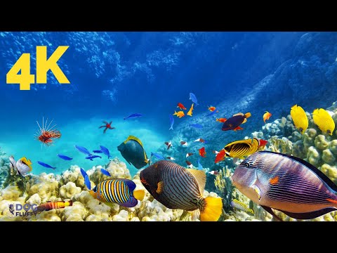 Underwater World Relaxation 4K Video + Relaxing Music | Dog Fluffy