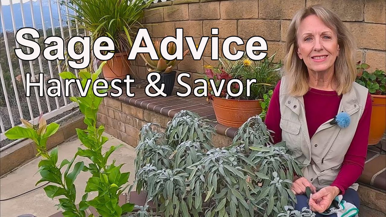 How to Harvest & Preserve Sage - YouTube