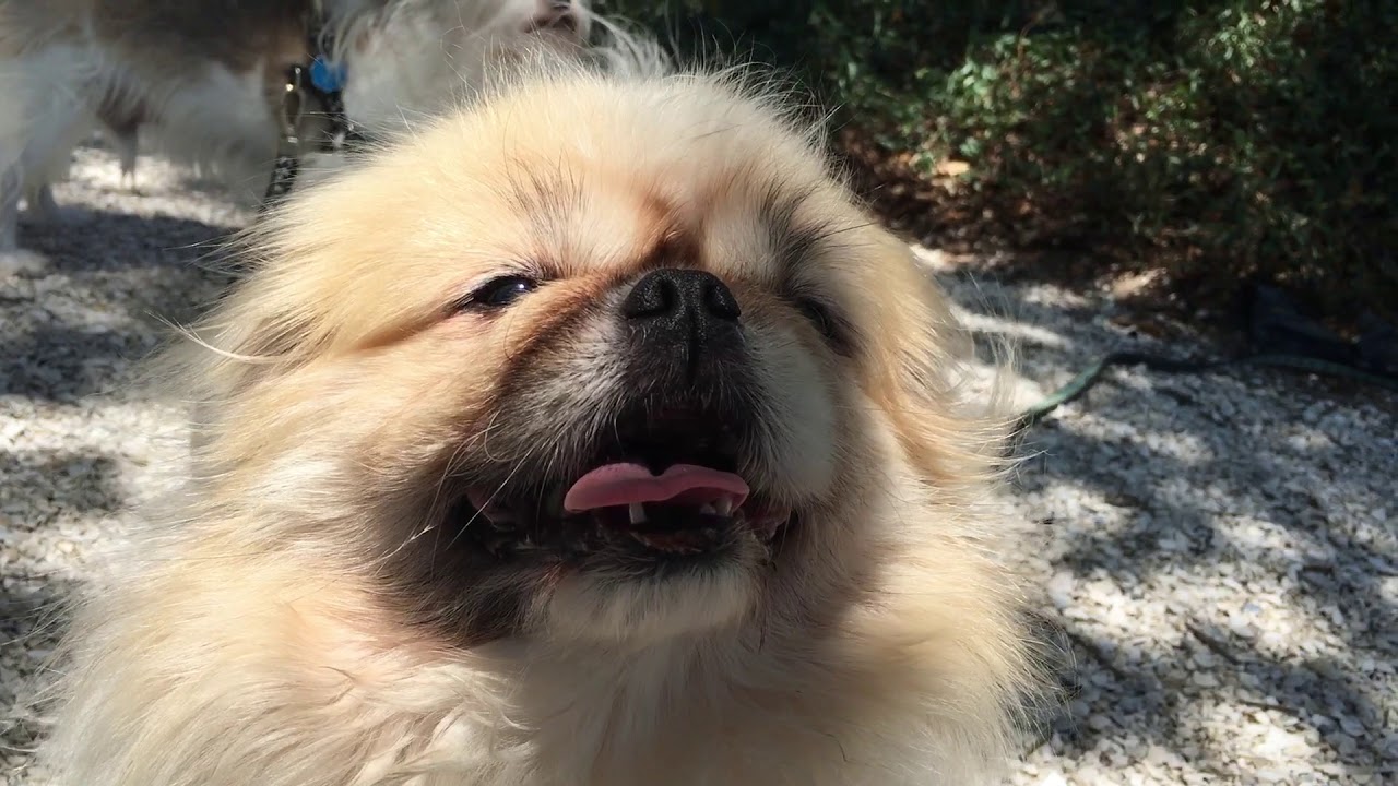 Pekingese Rescue - YouTube