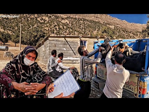 A Sad Goodbye for Akram and His Family 💔 | Saying Farewell to Their Beloved Baby Goats