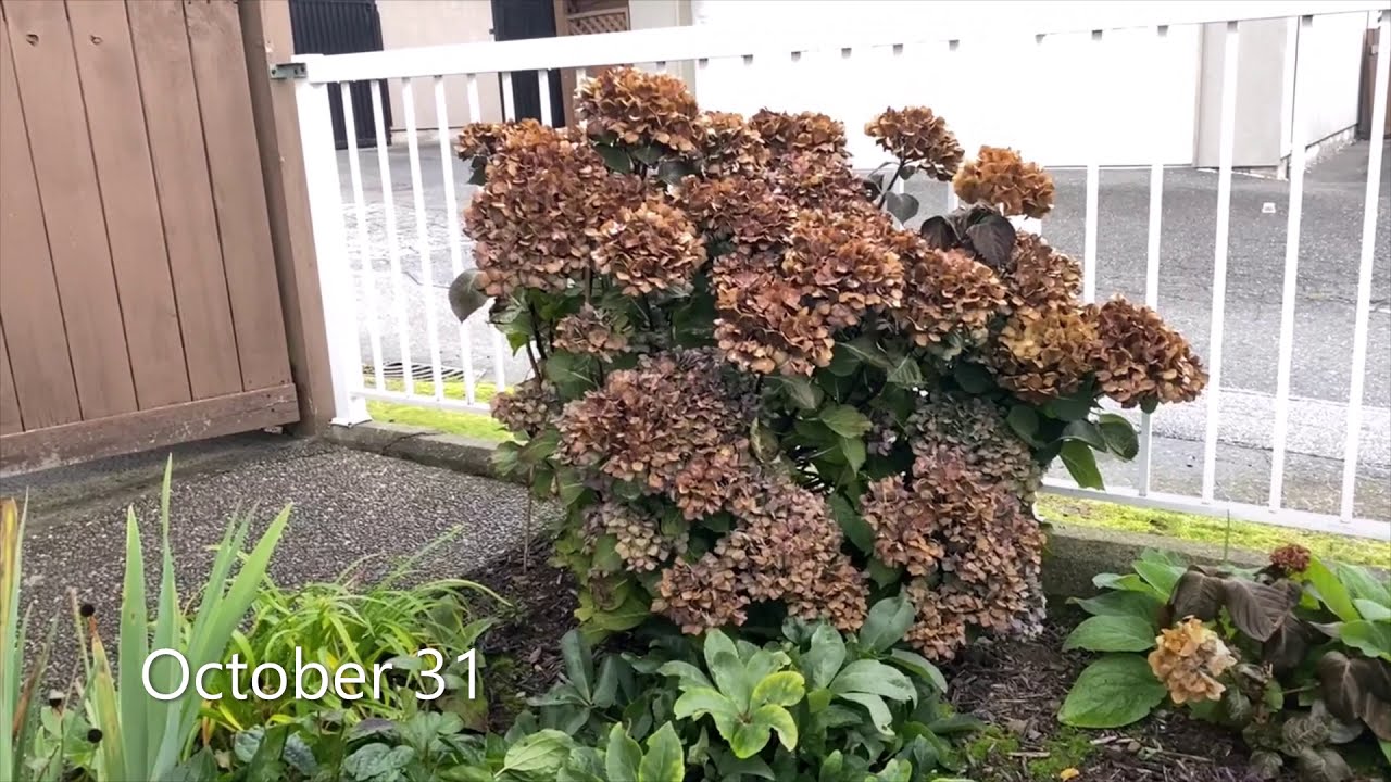 Hydrangea After First Frost - October 31 - YouTube