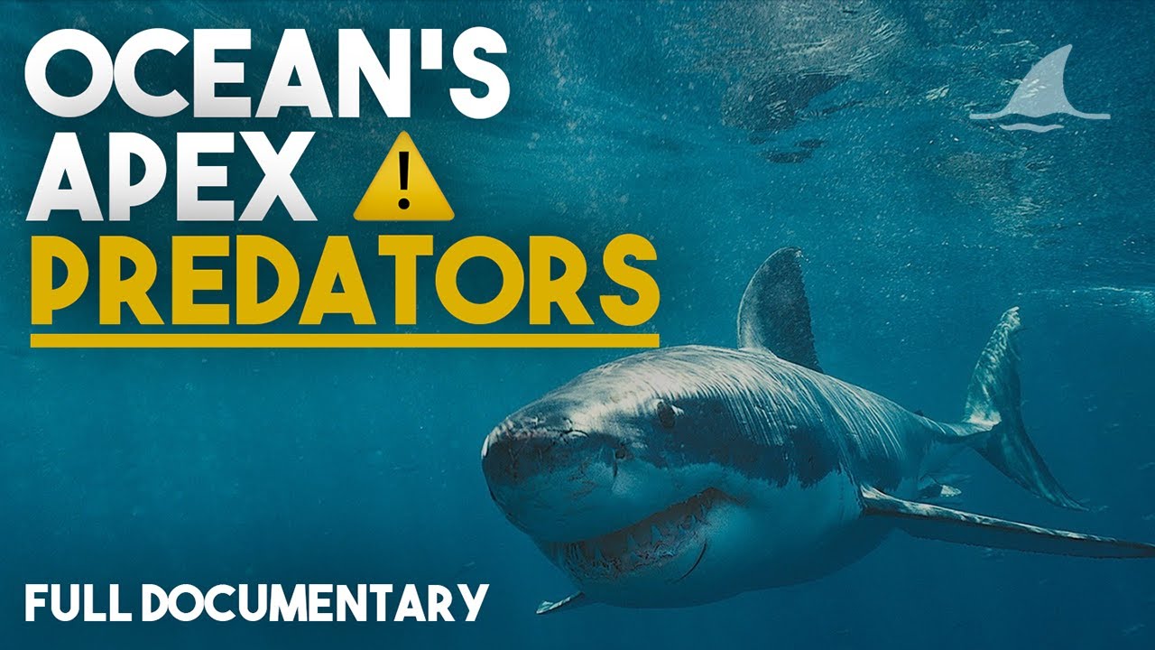 What Makes the Ocean’s Apex Predators So Deadly | Deep Sea Documentary ...
