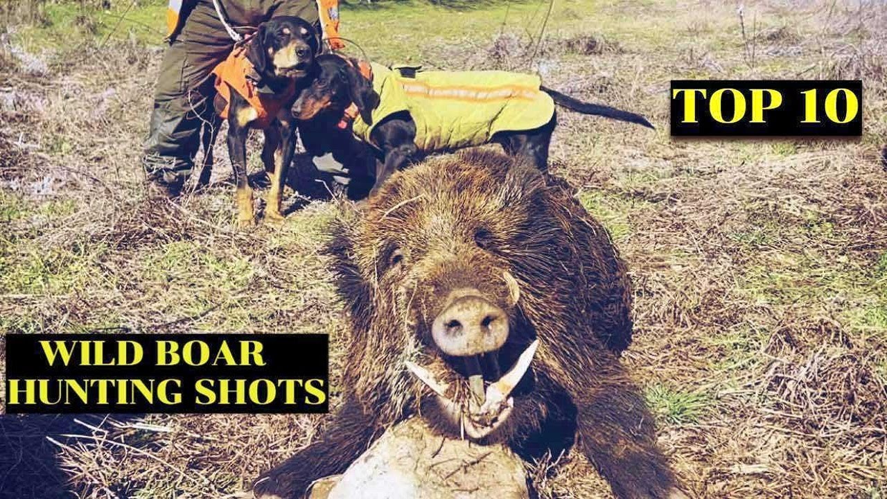 TOP 10 WILD BOAR HUNTING - Best Scenes | SEASON: 2024-25 - Κυνήγι ...