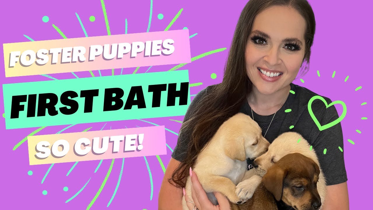 Watch the cutest foster puppies get their first bath 💗 #adopt #rescue # ...