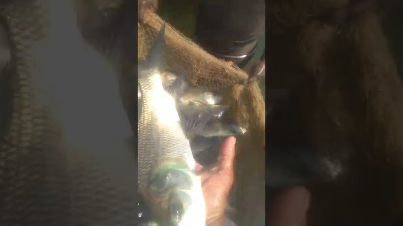 🐠 🐠 fish muni - YouTube