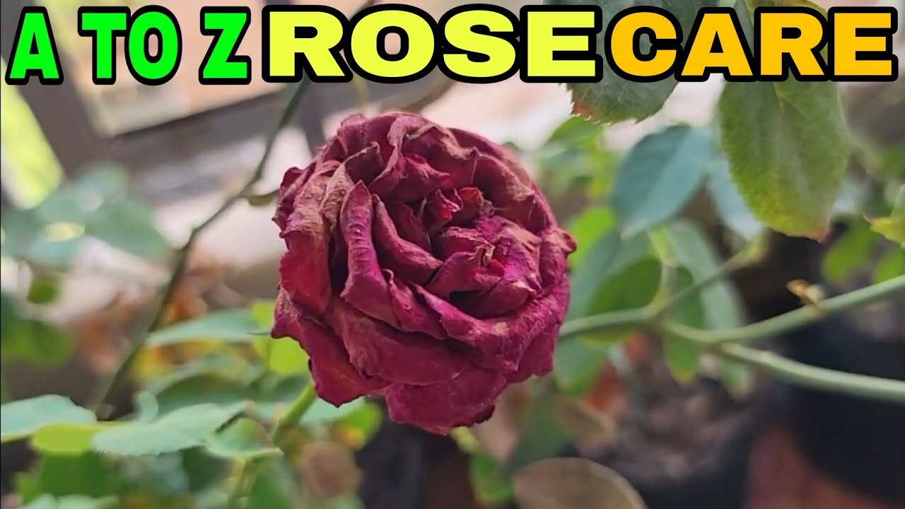 A Closer Look: Your Comprehensive Guide to Rose Plants | Rose Gardening ...