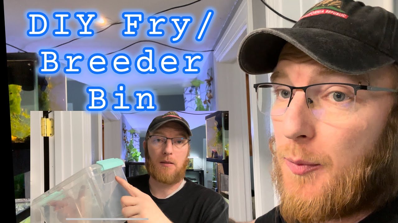 DIY Breeder Tray for Maximizing Tank Space | Easy Fry Rearing Solution ...