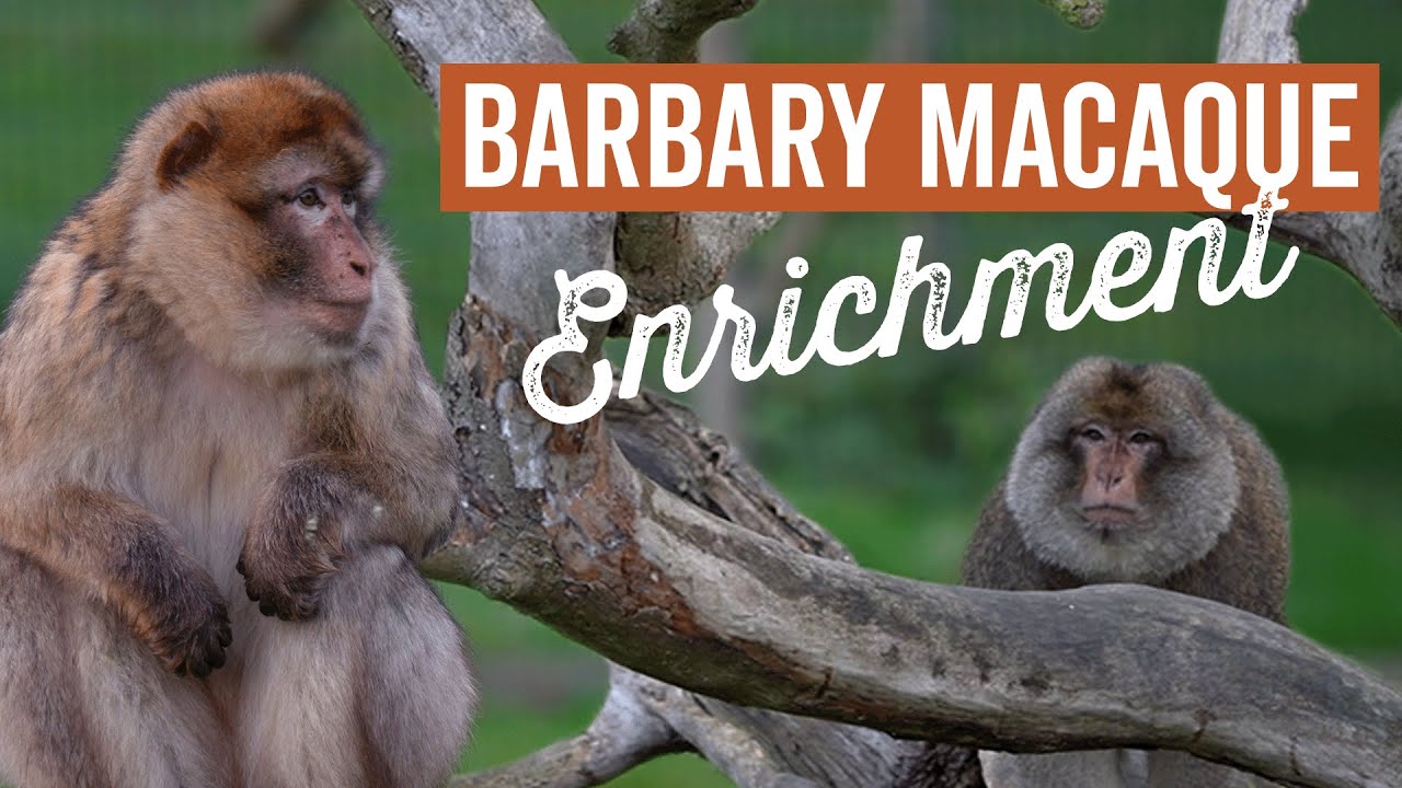 Barbary Macaque Monkey Are There Any Wild Monkeys In Europe?