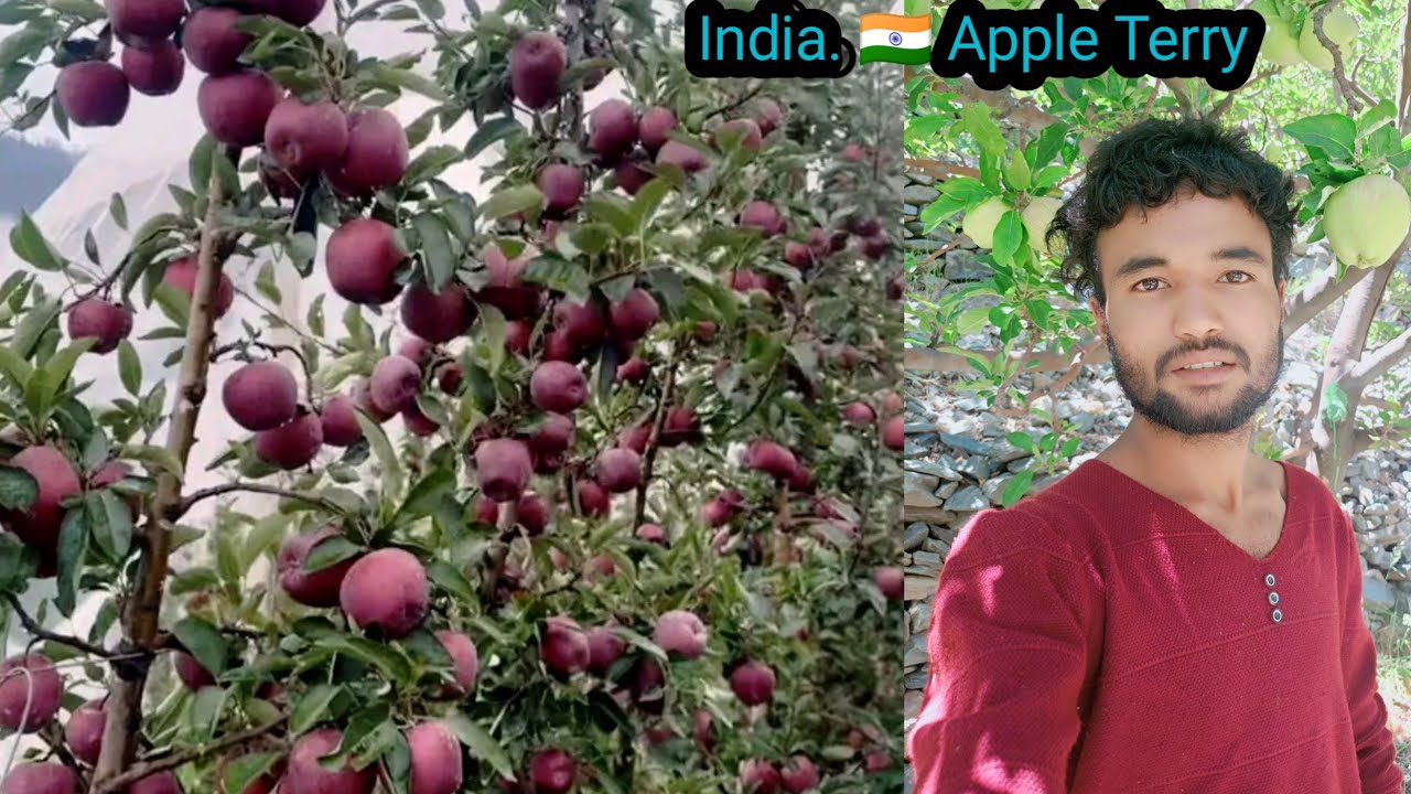 Apple Terry. India Himachal Pradesh ️ ️ Subscribe please - YouTube