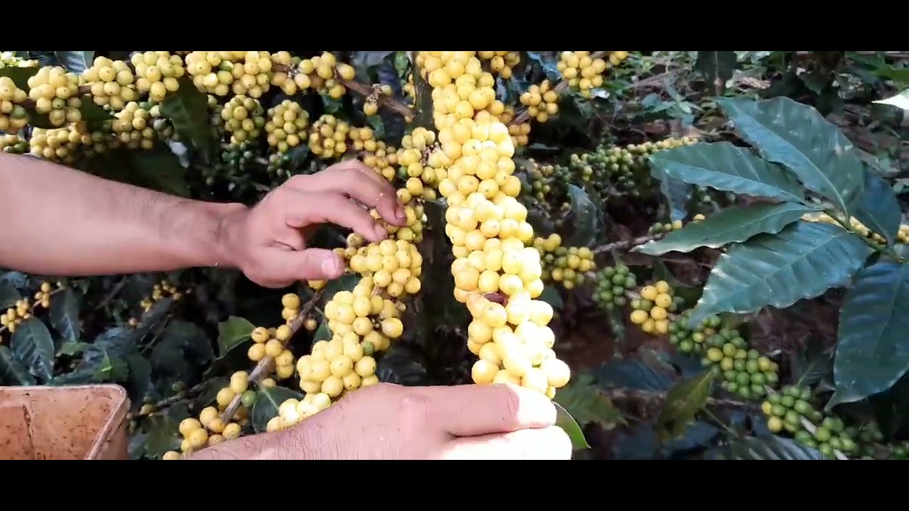 Recolección de semilla de café Obatá Amarillo. - YouTube
