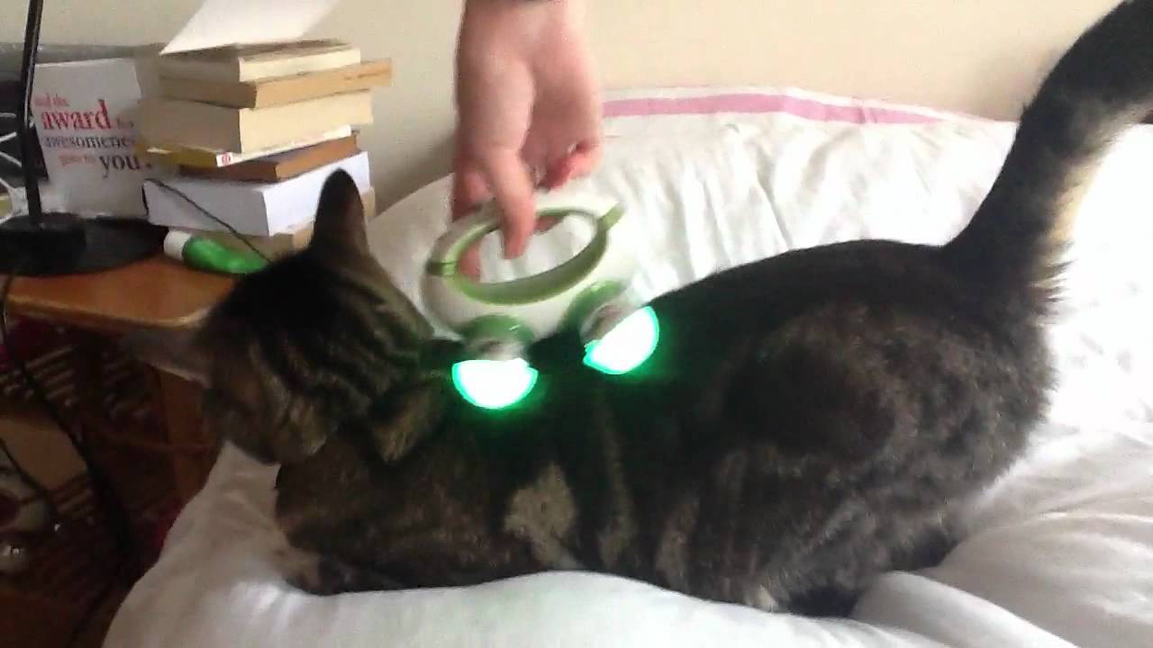 Vibrator cat - YouTube