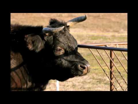 Delousing the cows: video by Grace - YouTube