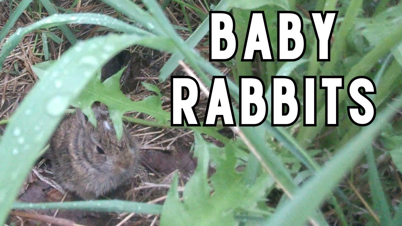 Adorable Baby Rabbits Captured on Trail Camera - YouTube