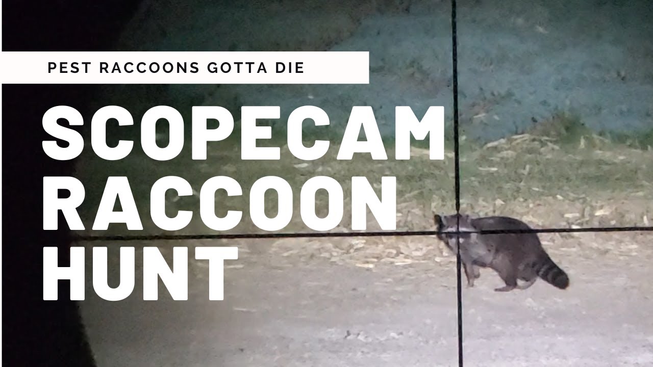 Pest Raccoon Hunt (Scopecam Footage) - YouTube