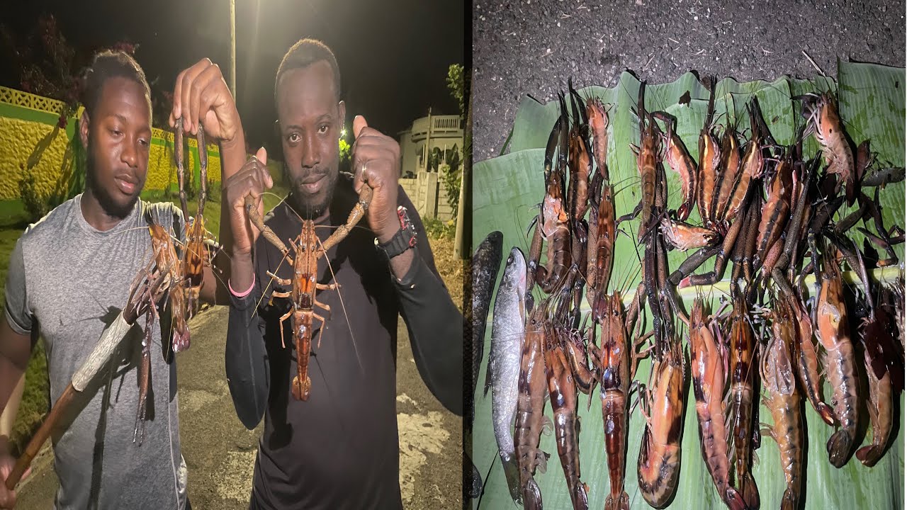 Biggest Crawfish Ever Caught In Jamaica Catch And Cook - YouTube
