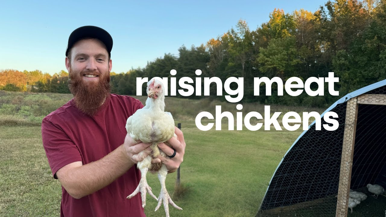 WE'RE RAISING MEAT CHICKENS AGAIN AND IT'S A GAME CHANGER! - YouTube