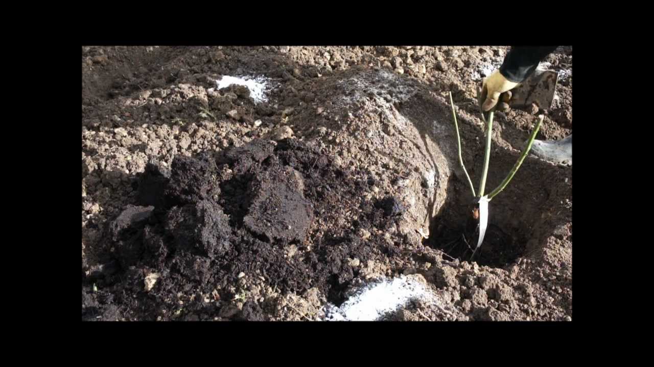 Apuldram Roses 3 Minute Guides: Planting Bare Root Roses - YouTube