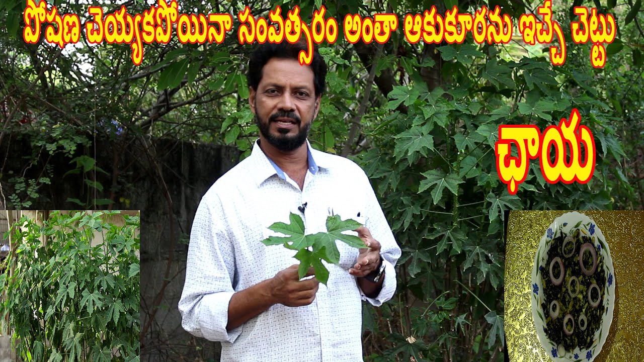 ఛాయ చెట్టు - ఛాయ తెలుగులో మొదటిసారి | Chaya Leaves | Chaya Leaves ...