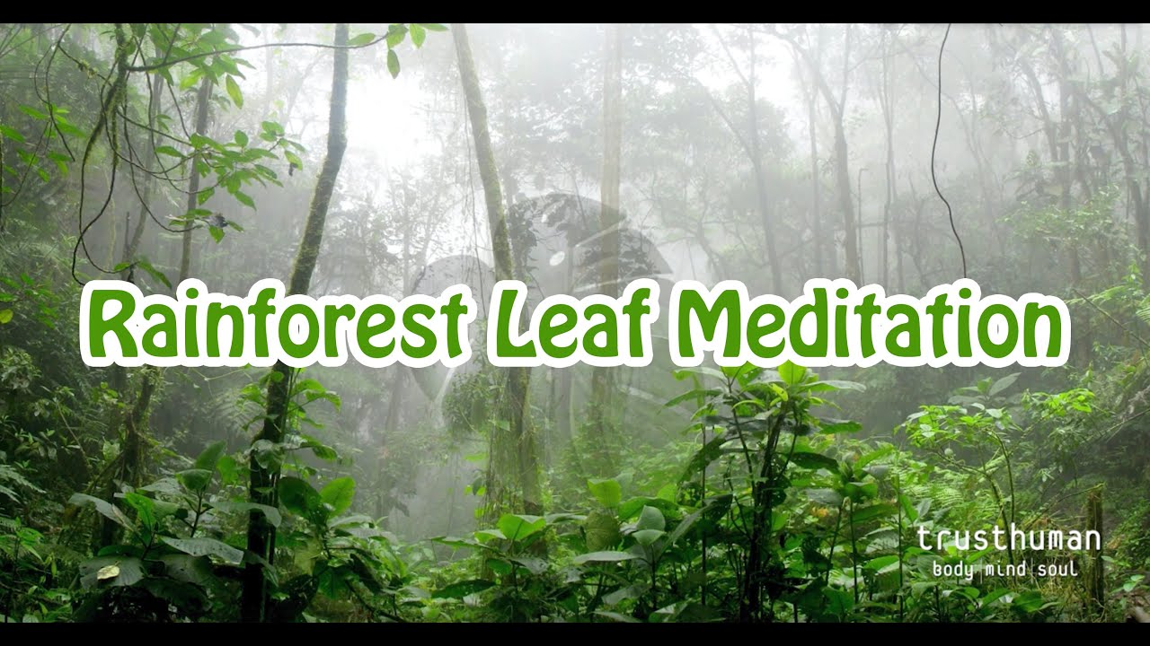 Rainforest Leaf Meditation - YouTube