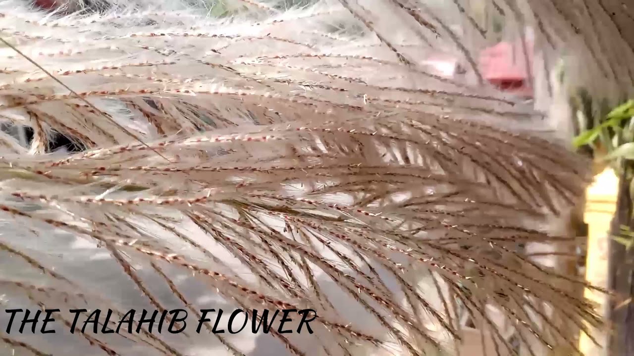 TALAHIB (WILD CANE) FLOWERS - YouTube