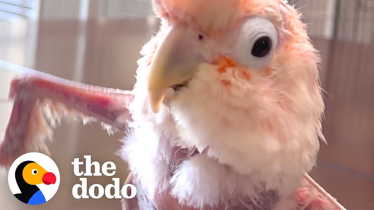 Featherless Rescue Bird Can't Stop Dancing | The Dodo - YouTube