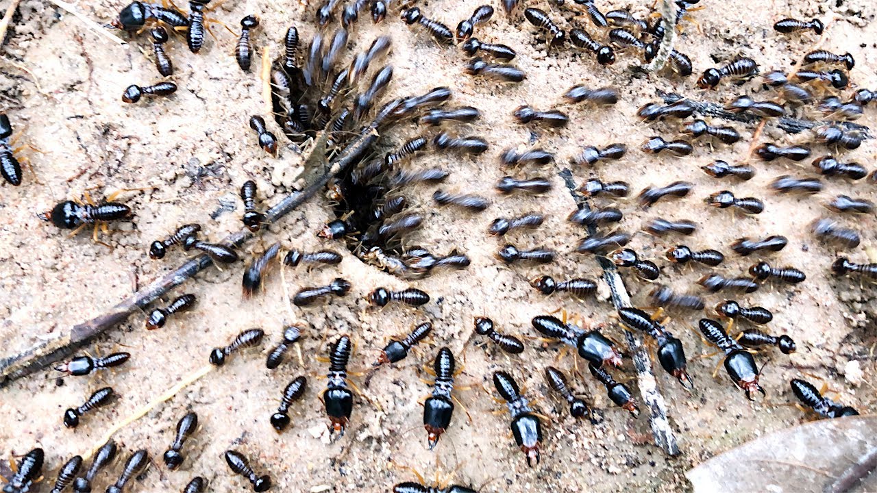 Thousands of Termites are running to the cave. #adventurewithMare # ...