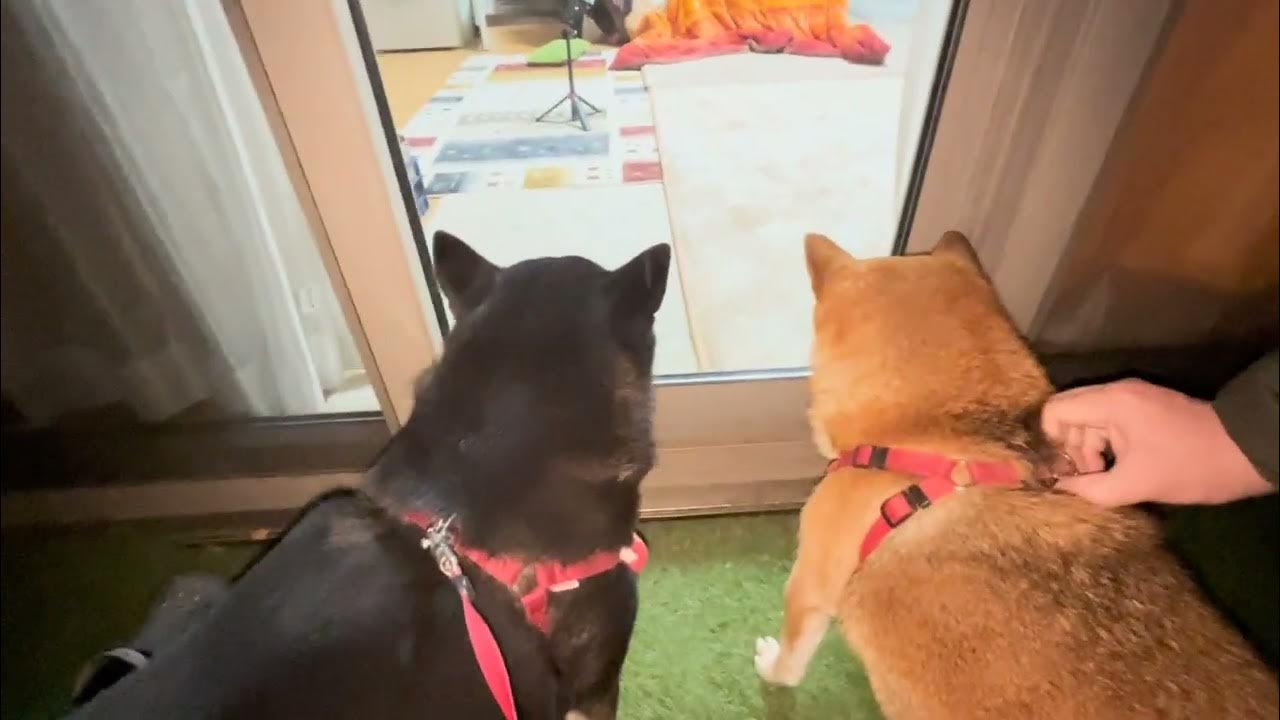 ただいま柴ドリル241223 - YouTube