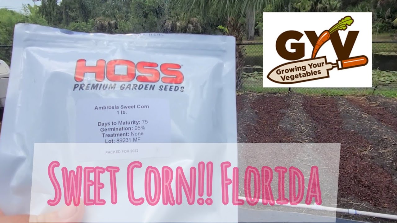 Sweet Corn! Florida Garden Tour. - YouTube