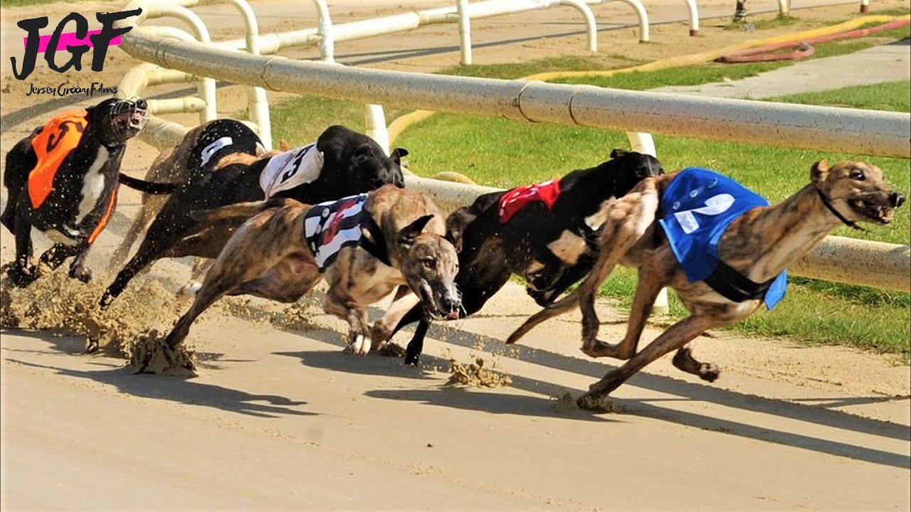 Irish dog greyhound racing - Track race - YouTube