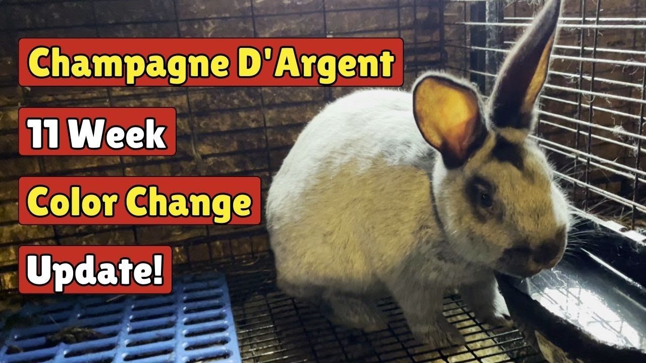 11 Week Update: Champagne D'Argent Color Changes - YouTube