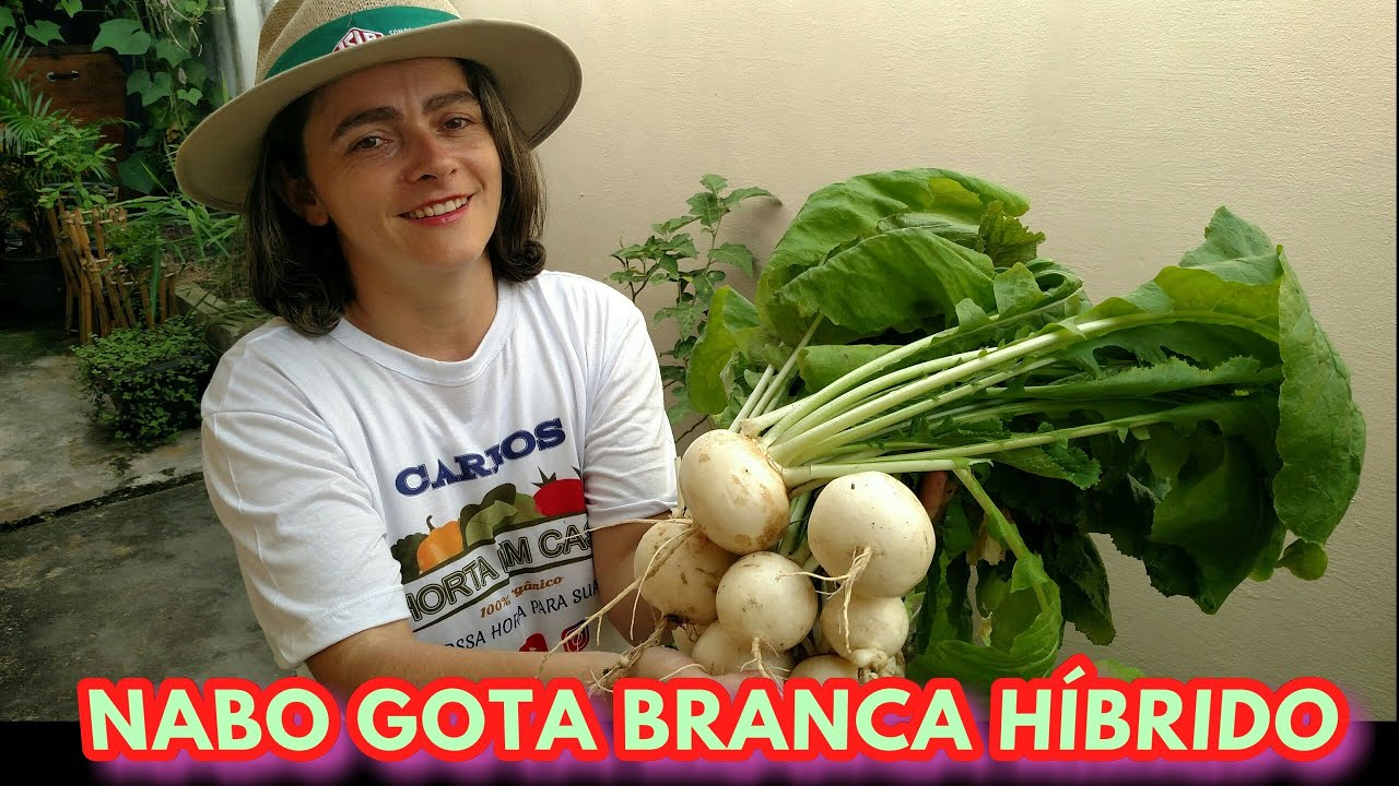 COMO PLANTAR NABO REDONDO GOTA BRANCA HÍBRIDO. COMEÇO,MEIO,FIM COLHEITA ...