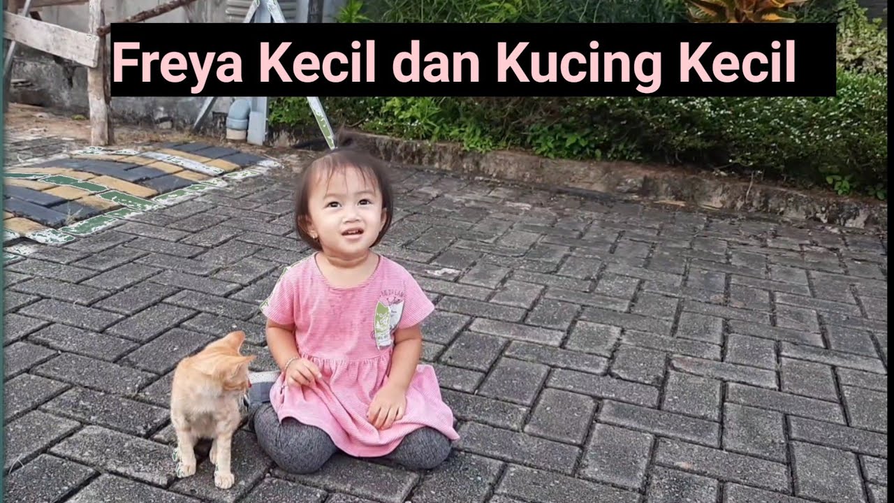 FREYA KECIL MAIN SAMA ANAK KUCING | GENDONG ANAK KUCING | BAWA KUCING ...