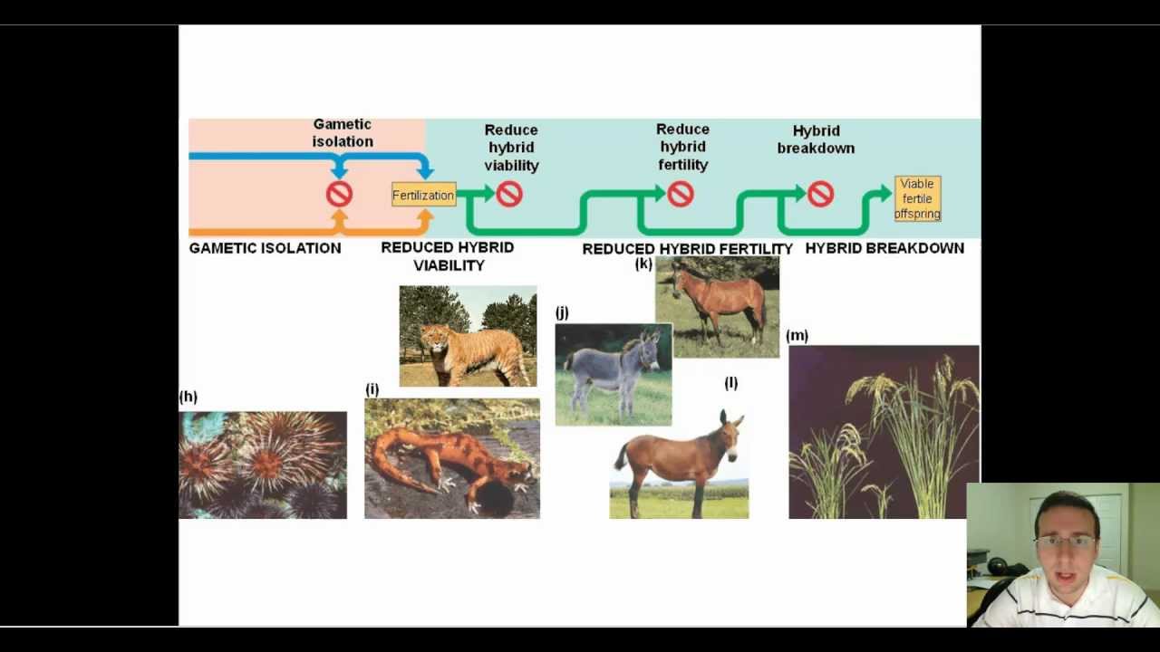 Postmating (Postzygotic) Isolation - YouTube