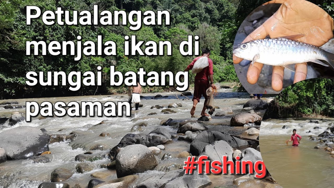 Petualangan menjala ikan di sungai batang pasaman ||fishing - YouTube