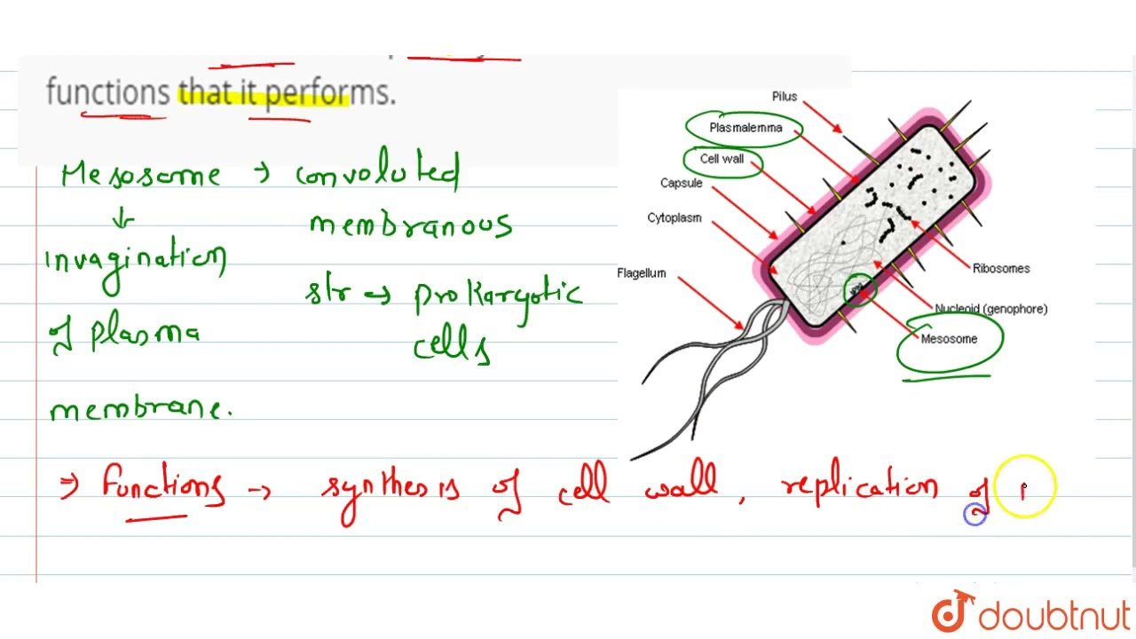 Prokaryotic Cell Structure Mesosome