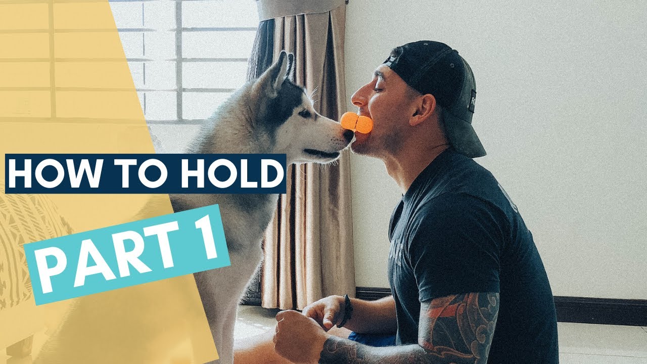 How To Train Your Dog To Hold - YouTube