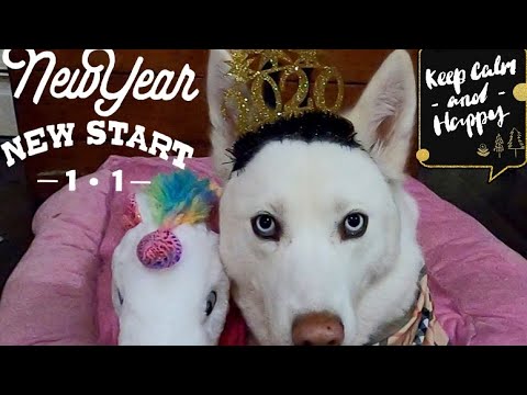 Talking husky says "Happy New Year" - YouTube