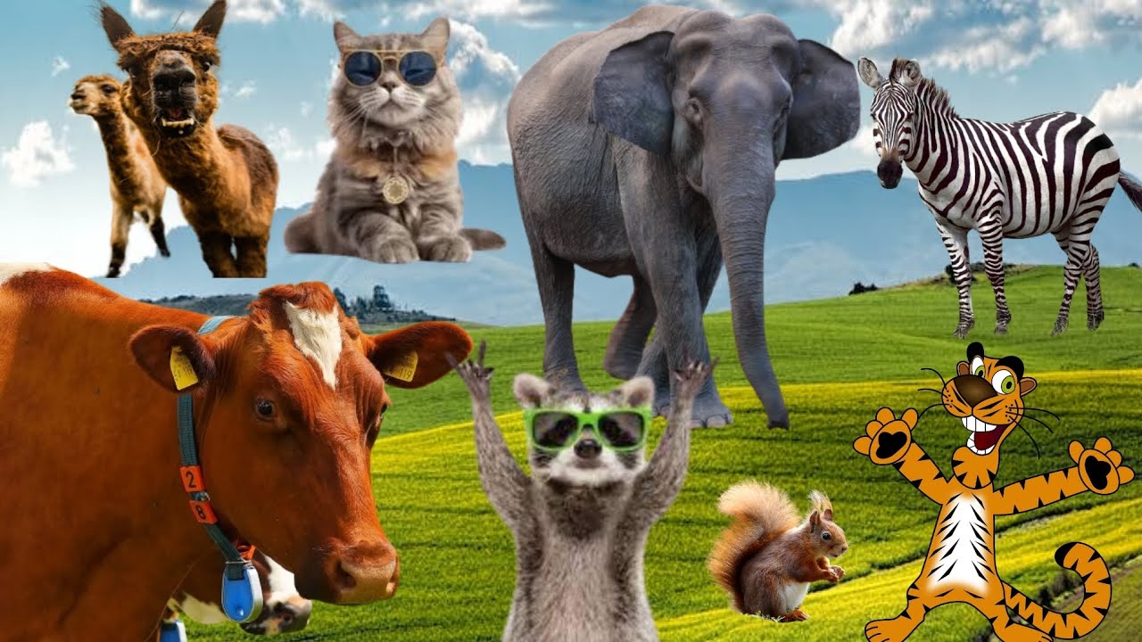 Sounds of Wildlife animals: Sheep, bear, elephant, Dogs, Cats, Eagle ...