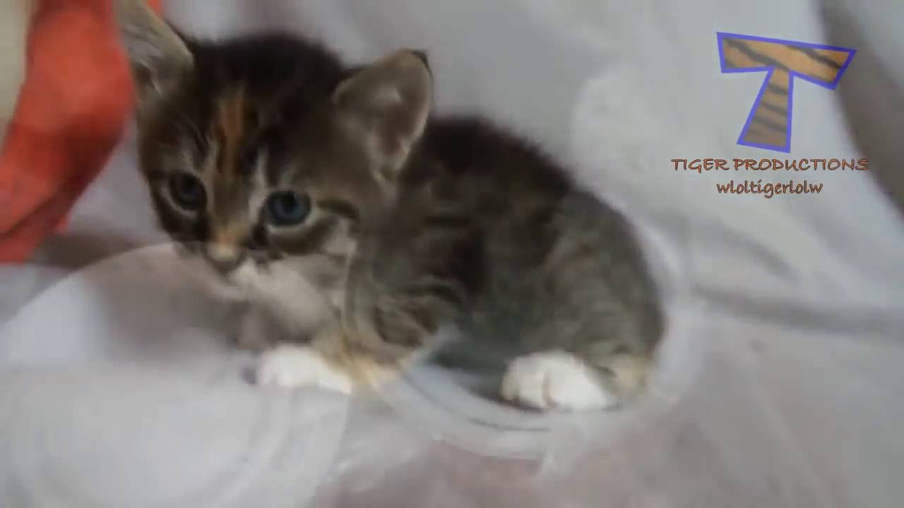 Little kittens meowing and talking Cute cat compilation - YouTube