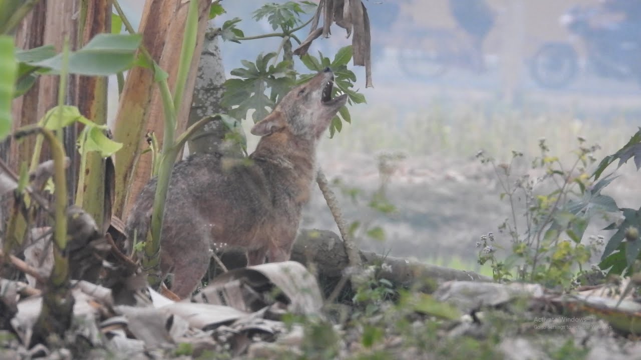 Different Golden Jackal Sound - YouTube