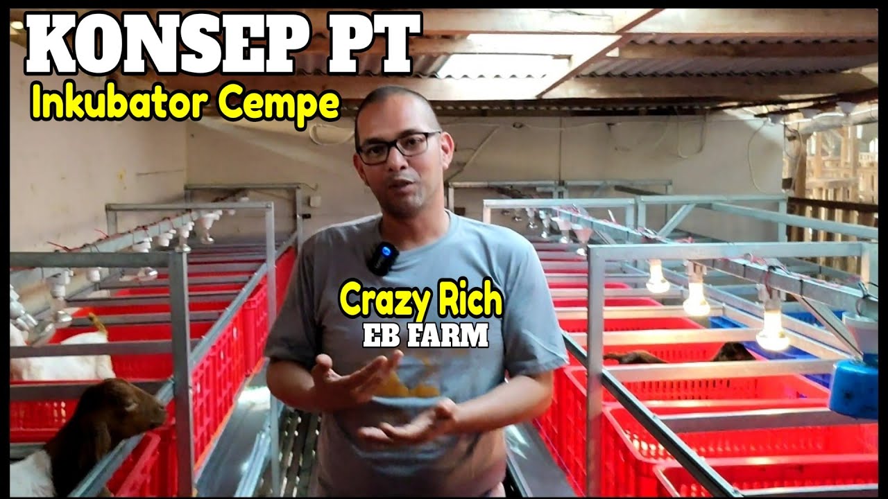 EB FARM Pakai cara PT. Cempe Baru lahir langsung masuk Ruang Inkubator ...