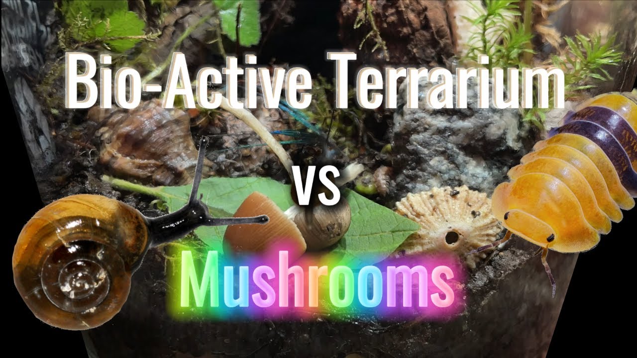Bio-Active Terrarium vs Mushroom Time Lapse - YouTube