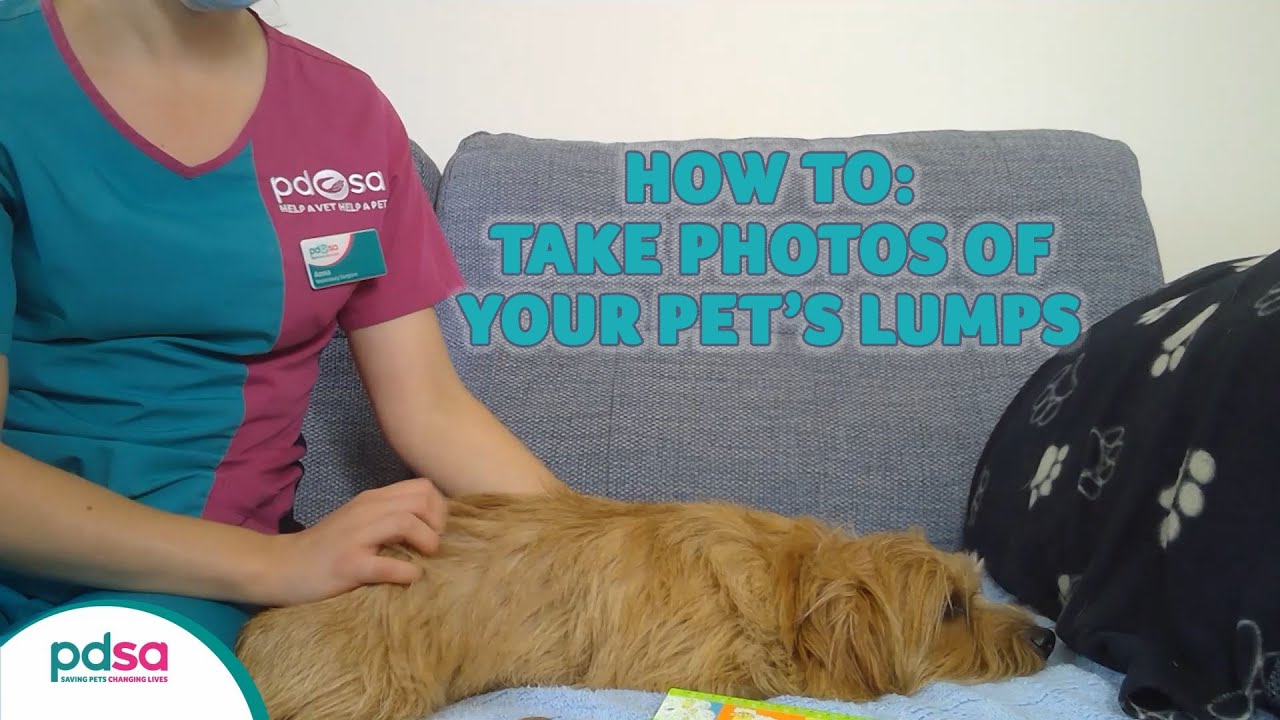 How To Take Photos Of Your Pet's Lumps: PDSA Petwise Pet Health Hub - YouTube