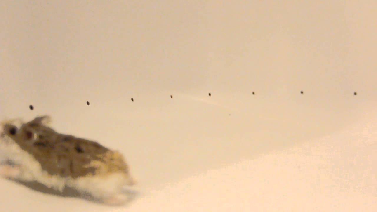 Hamster Ballet - YouTube