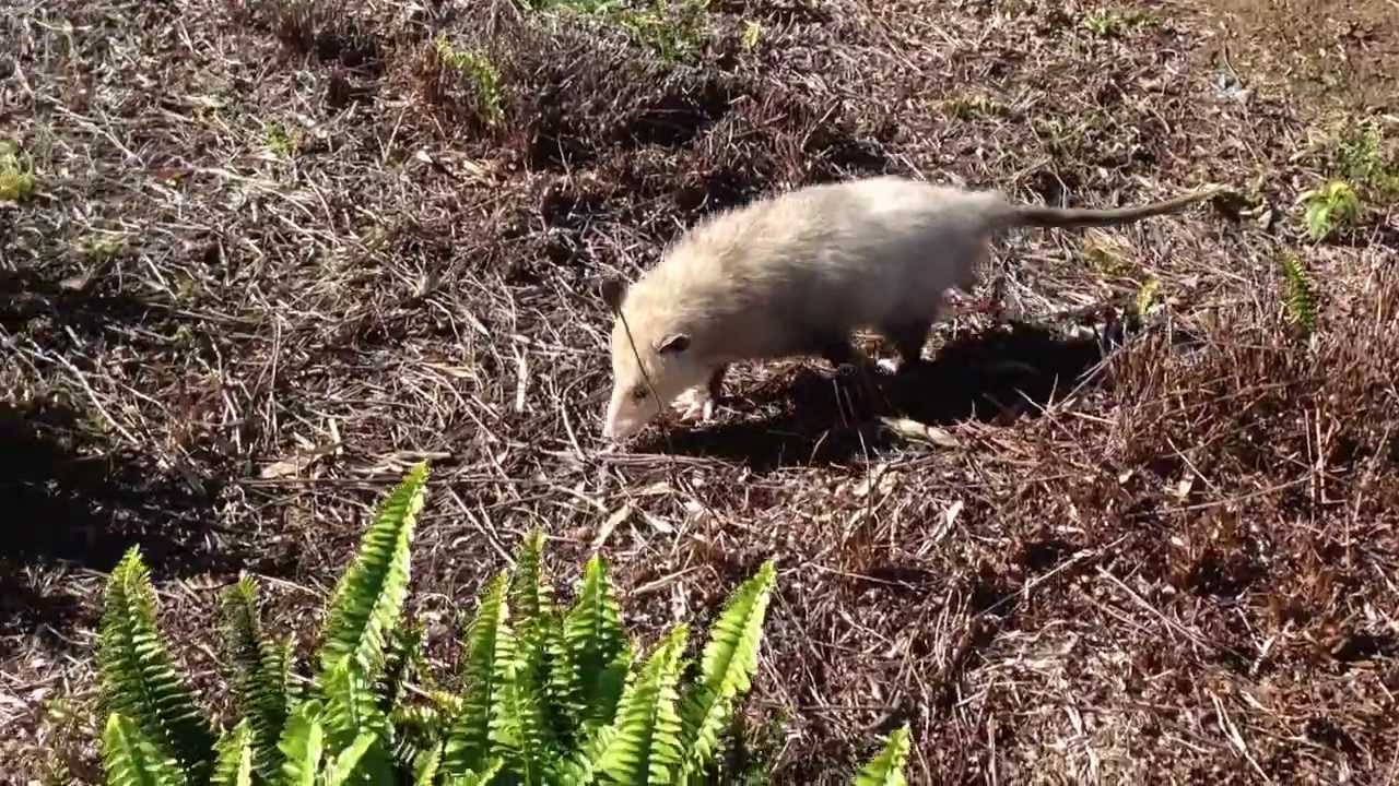 Friendly Possum - YouTube