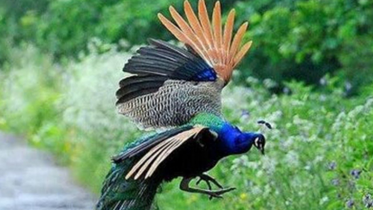 pickok // peacock - YouTube