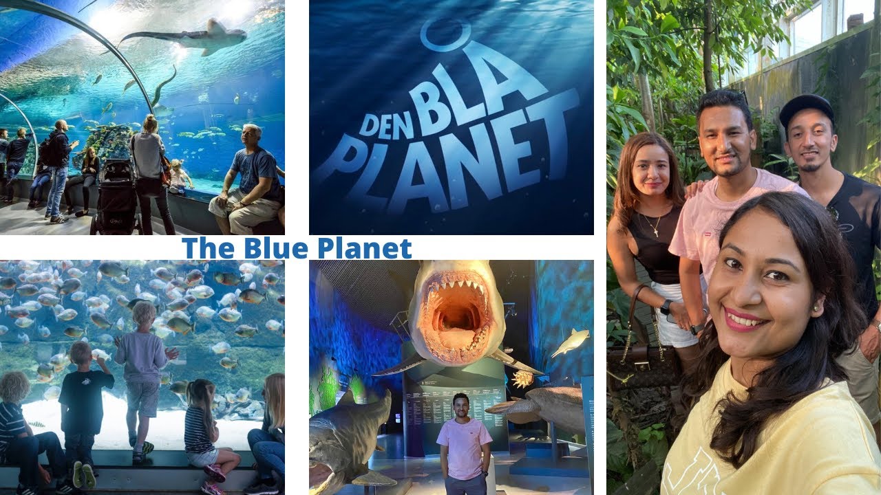 Den Blå Planet | Blue Planet Copenhagen | National Aquarium of Denmark ...
