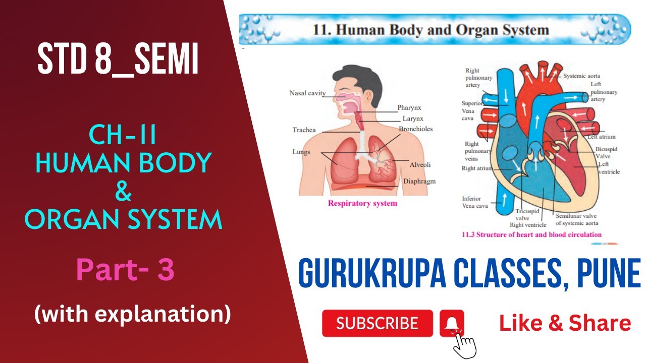 STD 8 Ch 11 Human Body and Organ System 2023 12 13 - YouTube