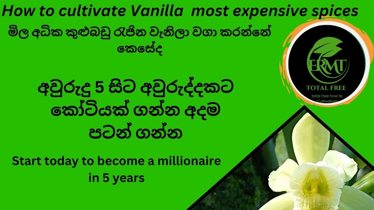 How to cultivate Vanilla most expensive spices වැනිලා වගා කරන්නේ කෙසේද ...